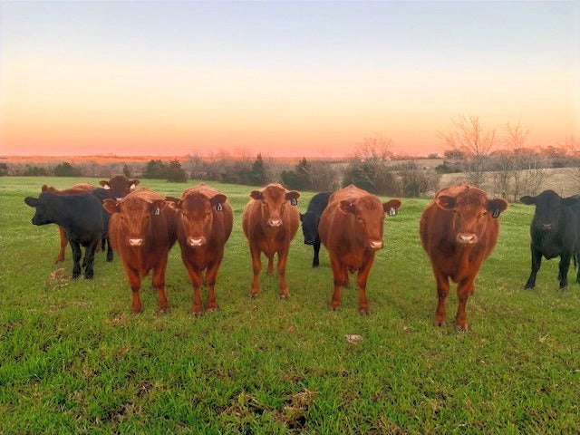 Red Angus Cattle | 100% Grass-Fed Hormone Free Livestock | Witt Ranch ...