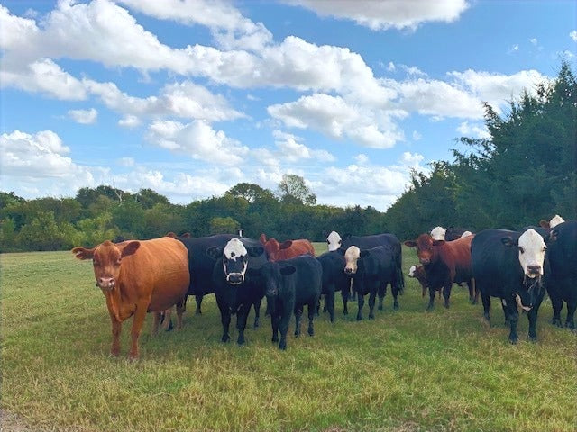 About Witt Ranch | Red Angus Cattle For Sale In Brenham Tx – Witt Ranch ...